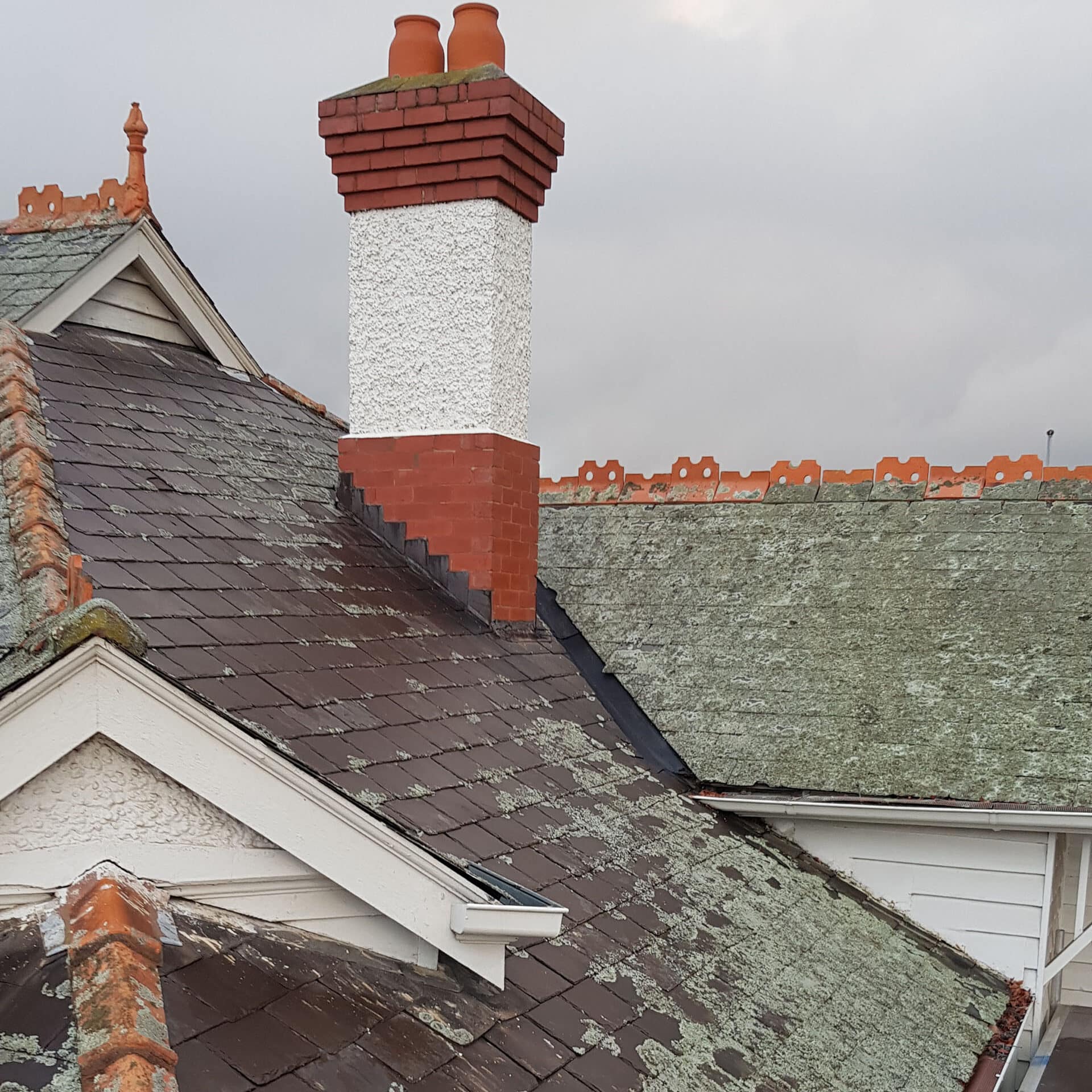 What's with the Moss? Roof Maintenance Guide | Shamrock Roof Services ...