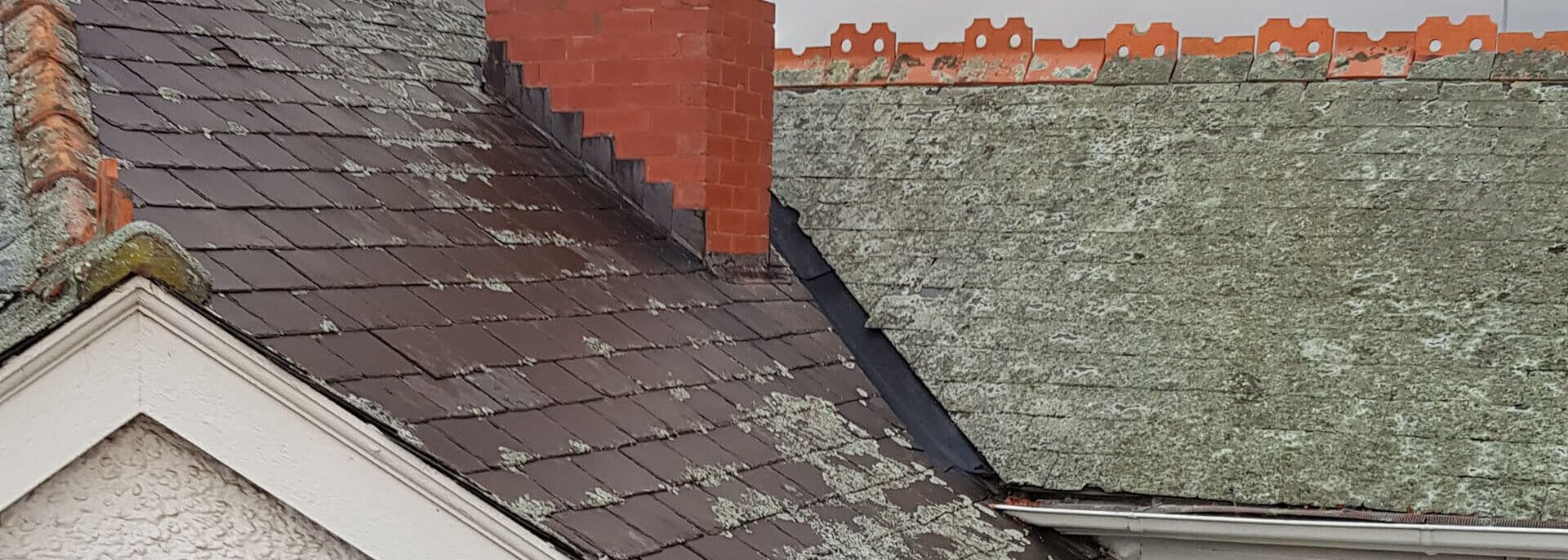 What's with the Moss? Roof Maintenance Guide | Shamrock Roof Services ...